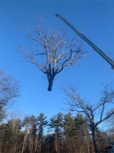 Tree Service - South ME & Western ME | Tip Line Tree Service